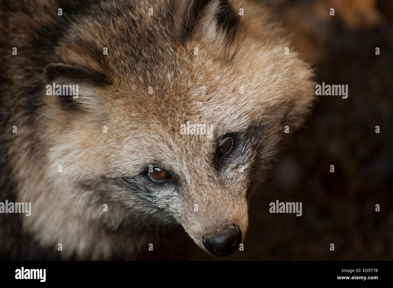 Japanese raccoon dog hi-res stock photography and images - Alamy