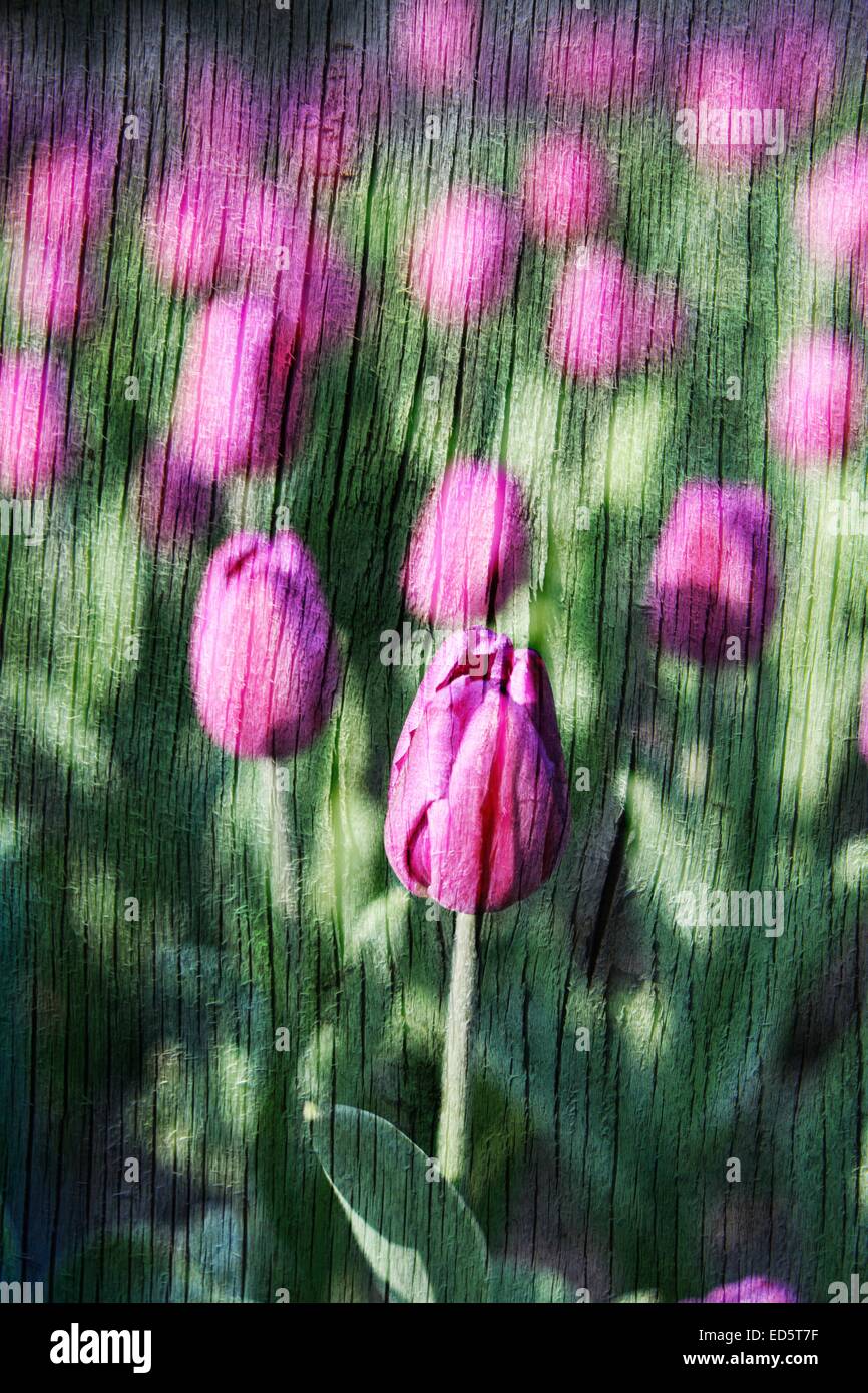 Multiexposure tree hi-res stock photography and images - Alamy