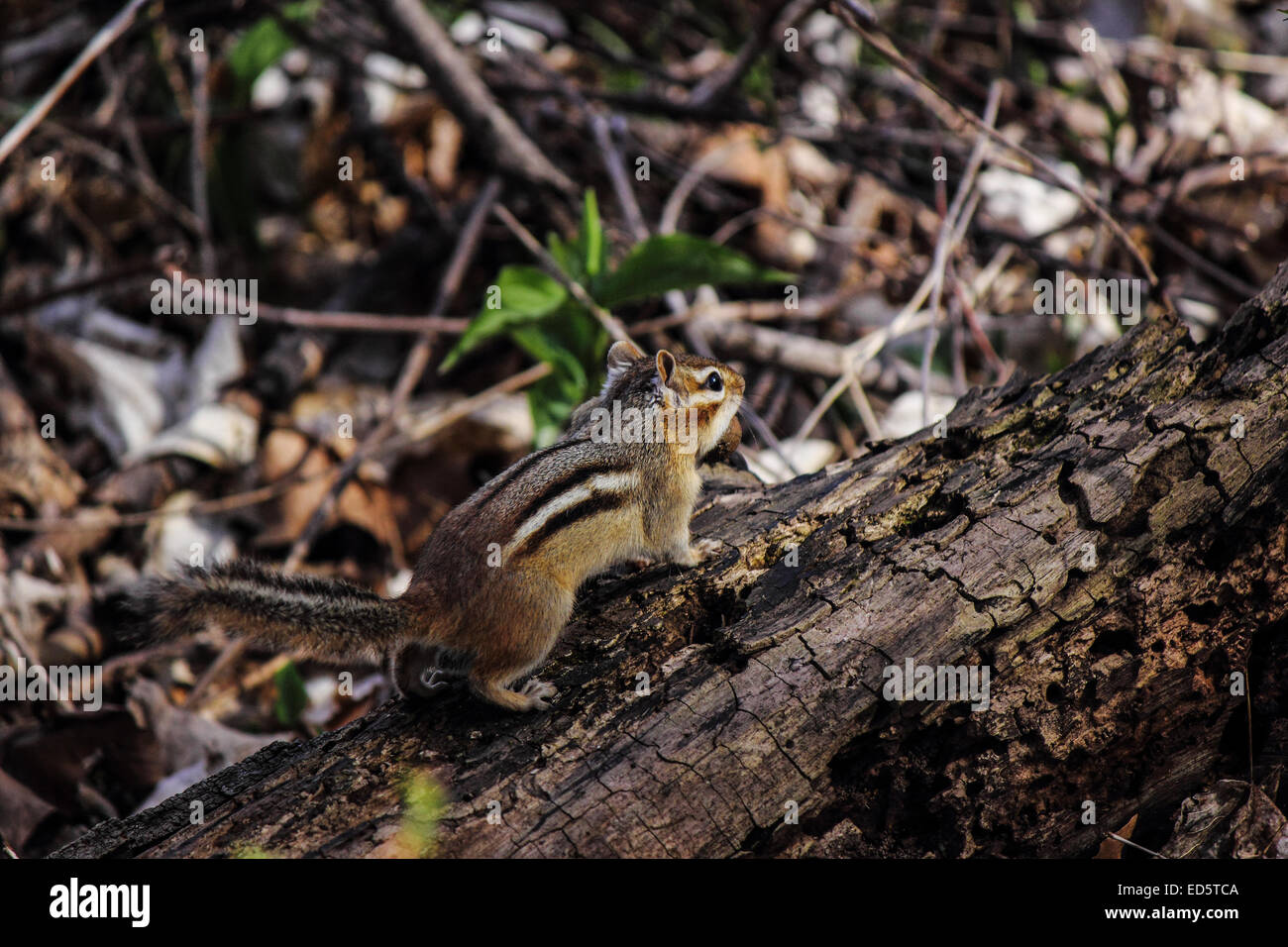 Chipmunk looking for food Stock Photo - Alamy