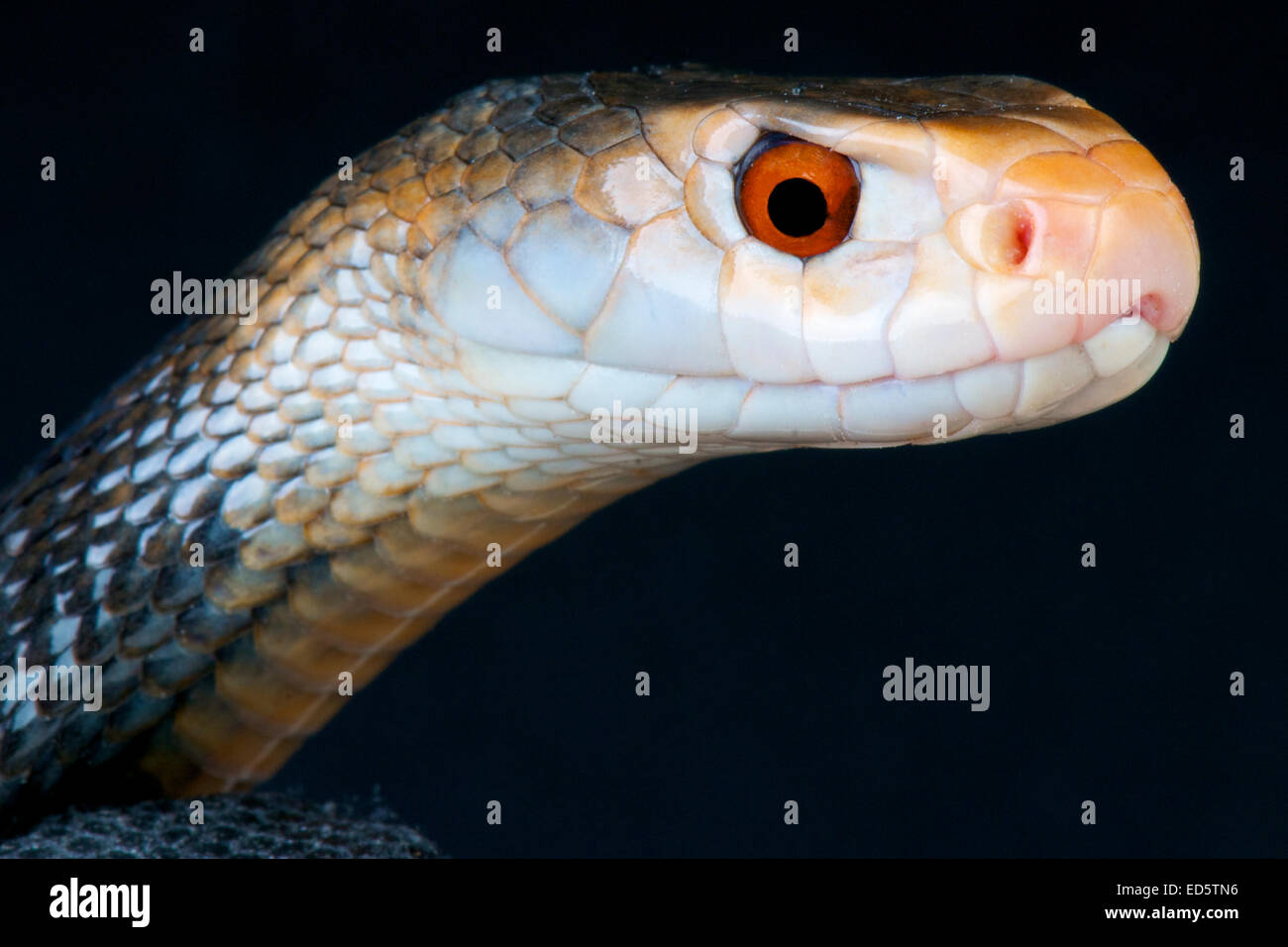 Taipan / Oxyuranus scutellatus Stock Photo - Alamy