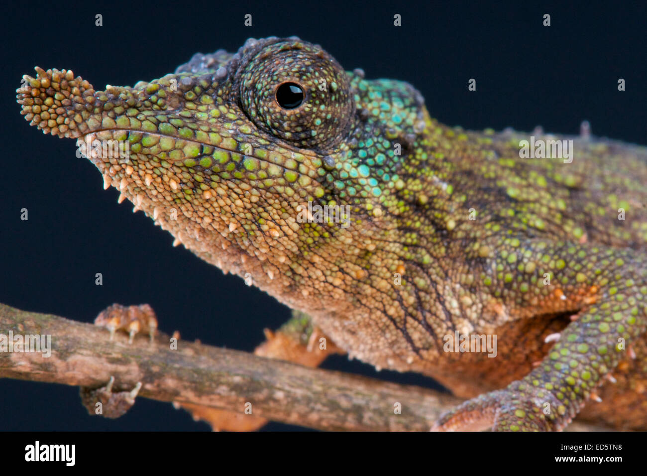 Rosette-nosed pygmy chameleon / Rhampholeon spinosus Stock Photo - Alamy
