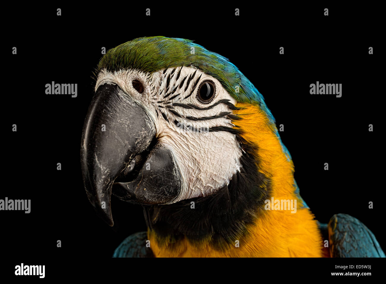 Long tailed parrot hi-res stock photography and images - Alamy