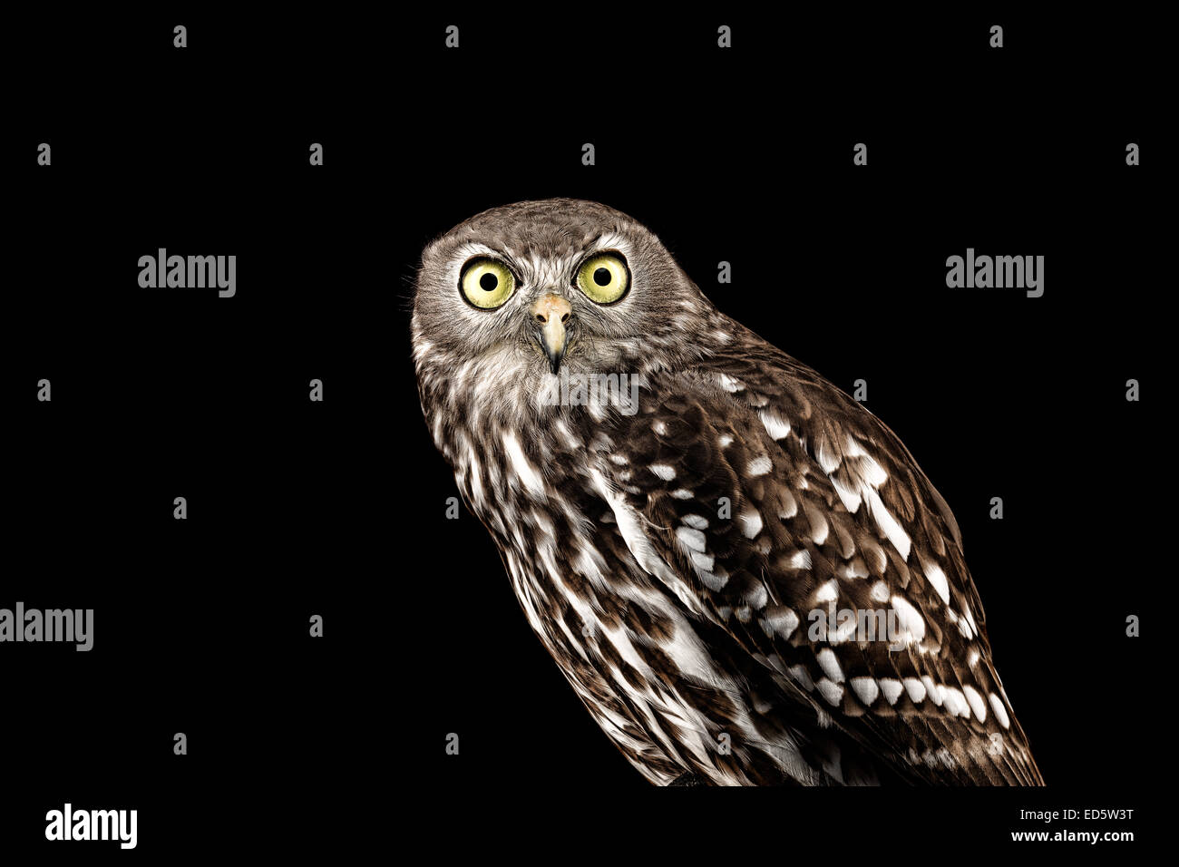 Barking owl ninox connivens hi-res stock photography and images - Alamy
