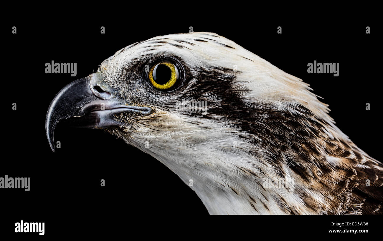Osprey bird hi-res stock photography and images - Alamy