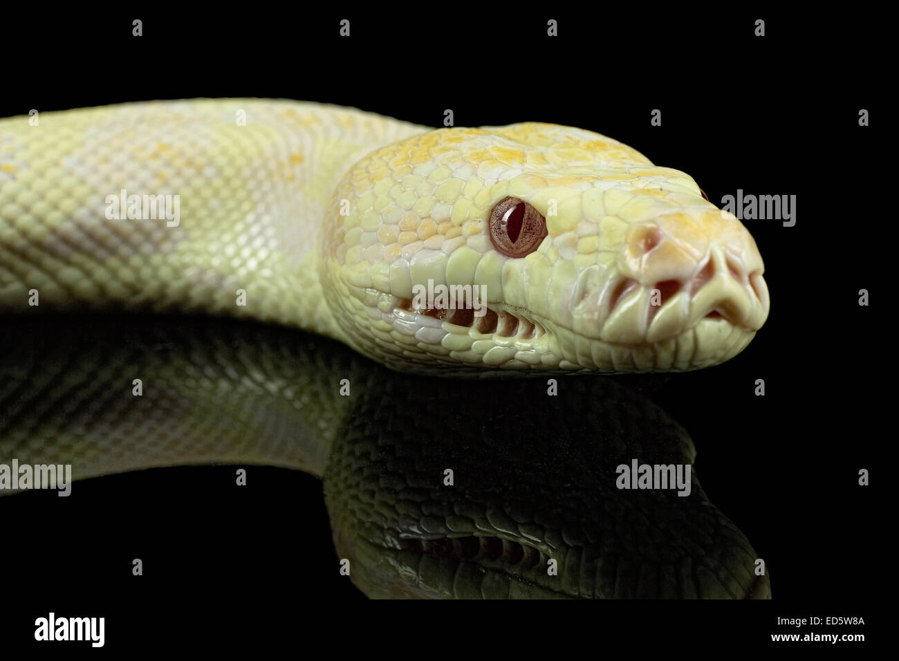 Australian snakes hi-res stock photography and images - Alamy