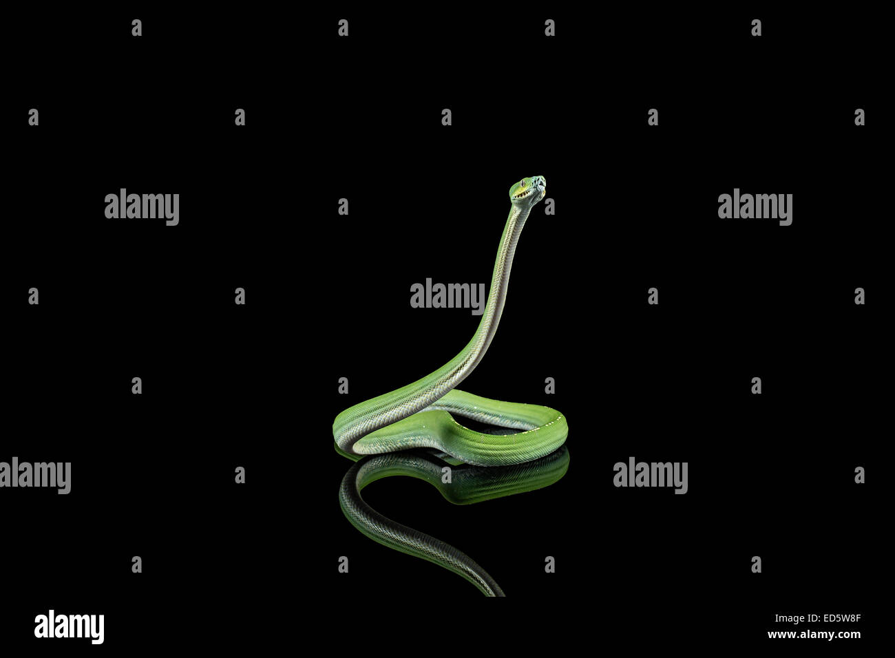 native australian snakes Stock Photo - Alamy