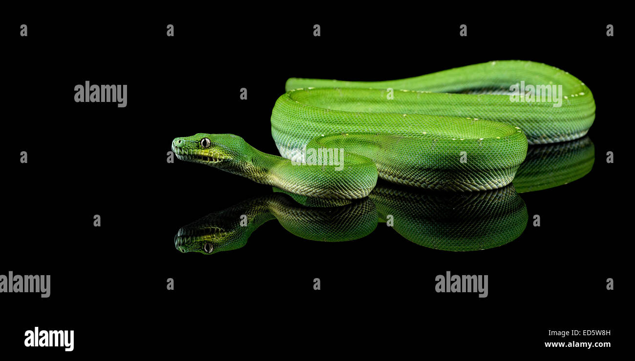 Australian snakes hi-res stock photography and images - Alamy