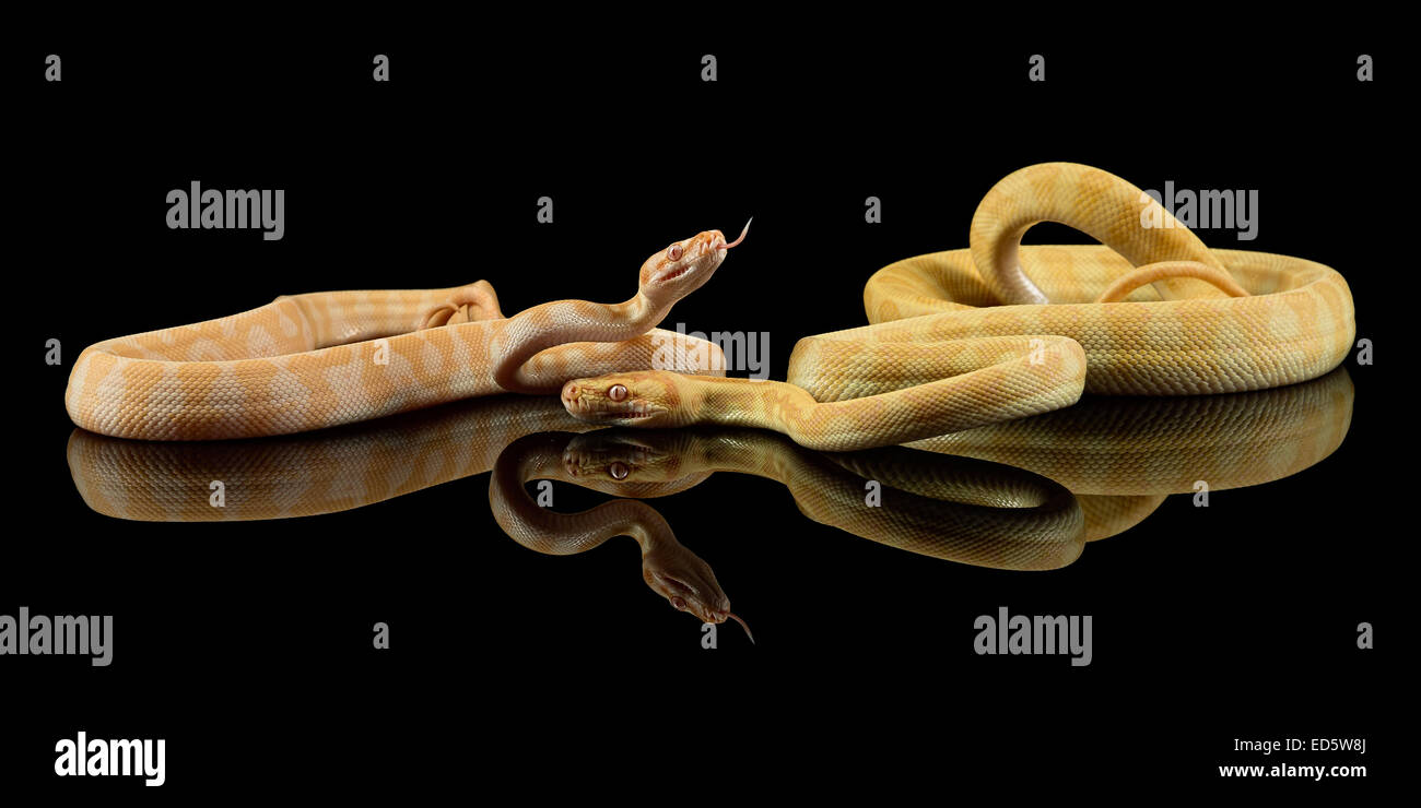 Australian snakes hi-res stock photography and images - Alamy