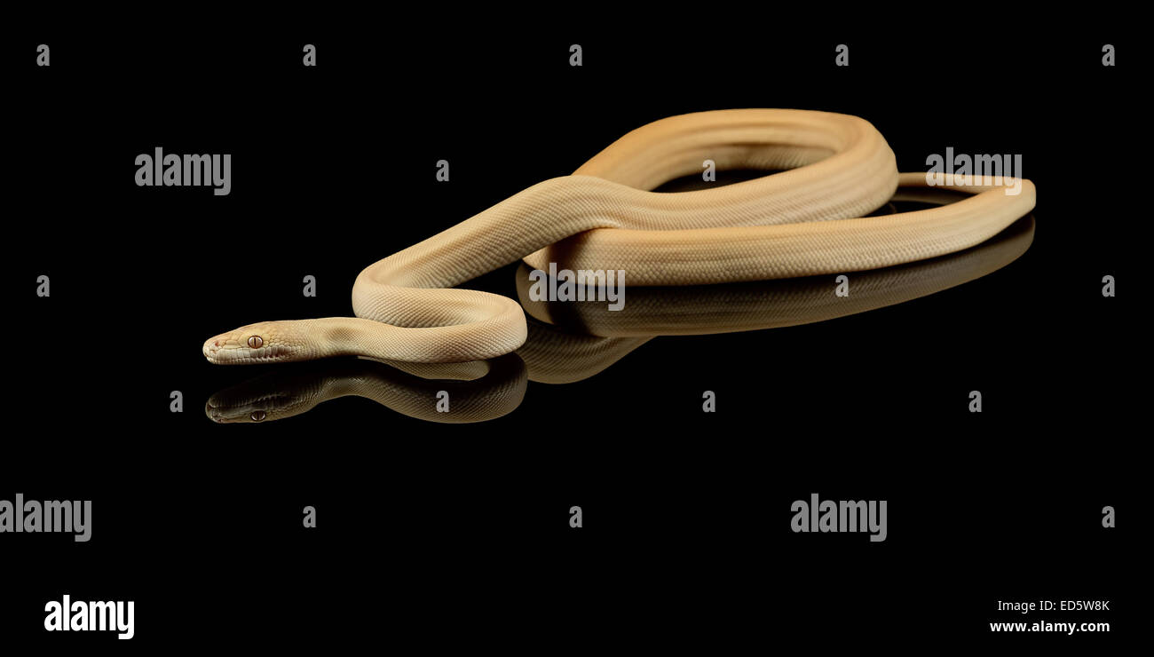 native australian snakes Stock Photo - Alamy