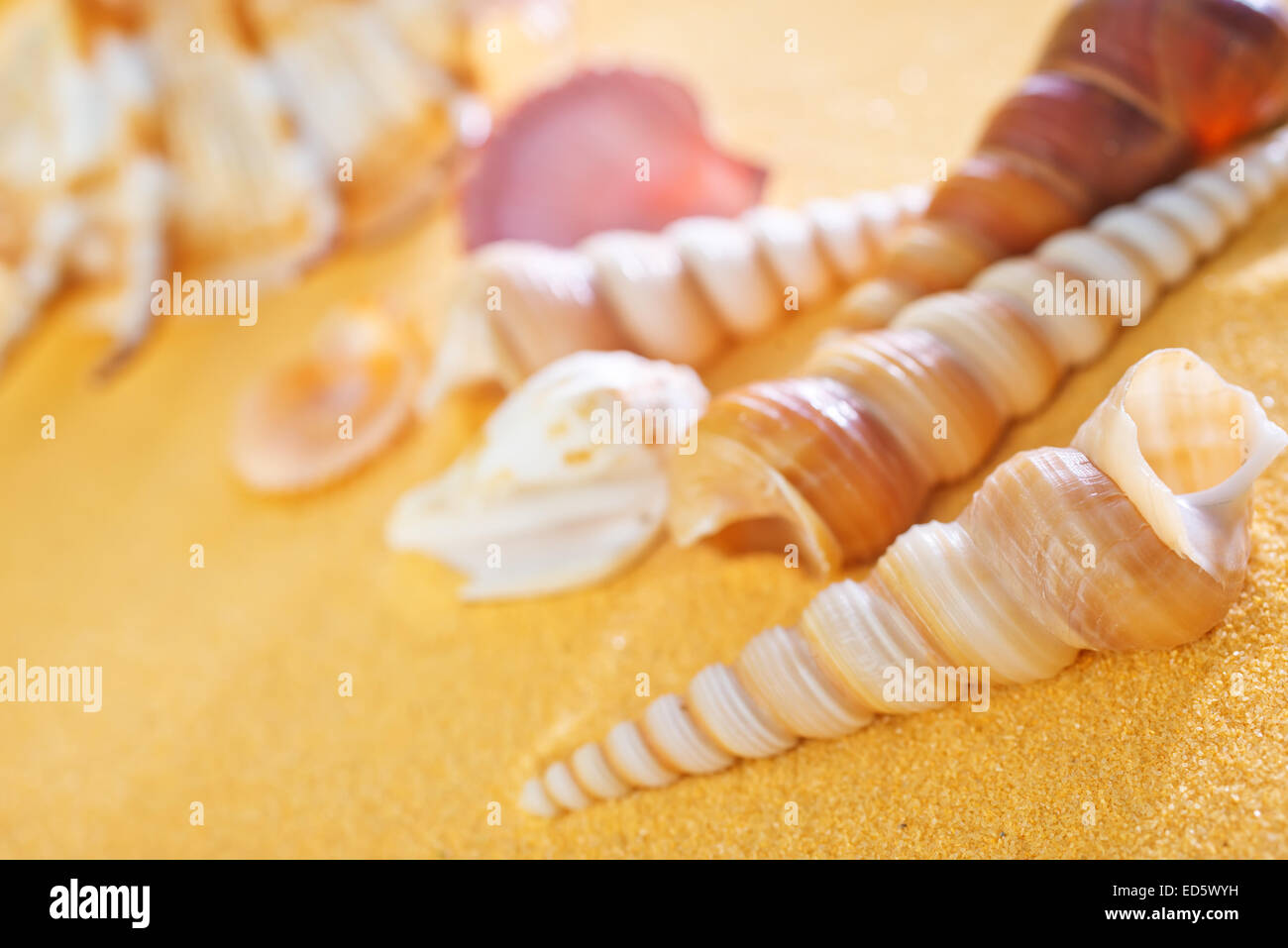 sea shells and stones on yellow sand Stock Photo - Alamy