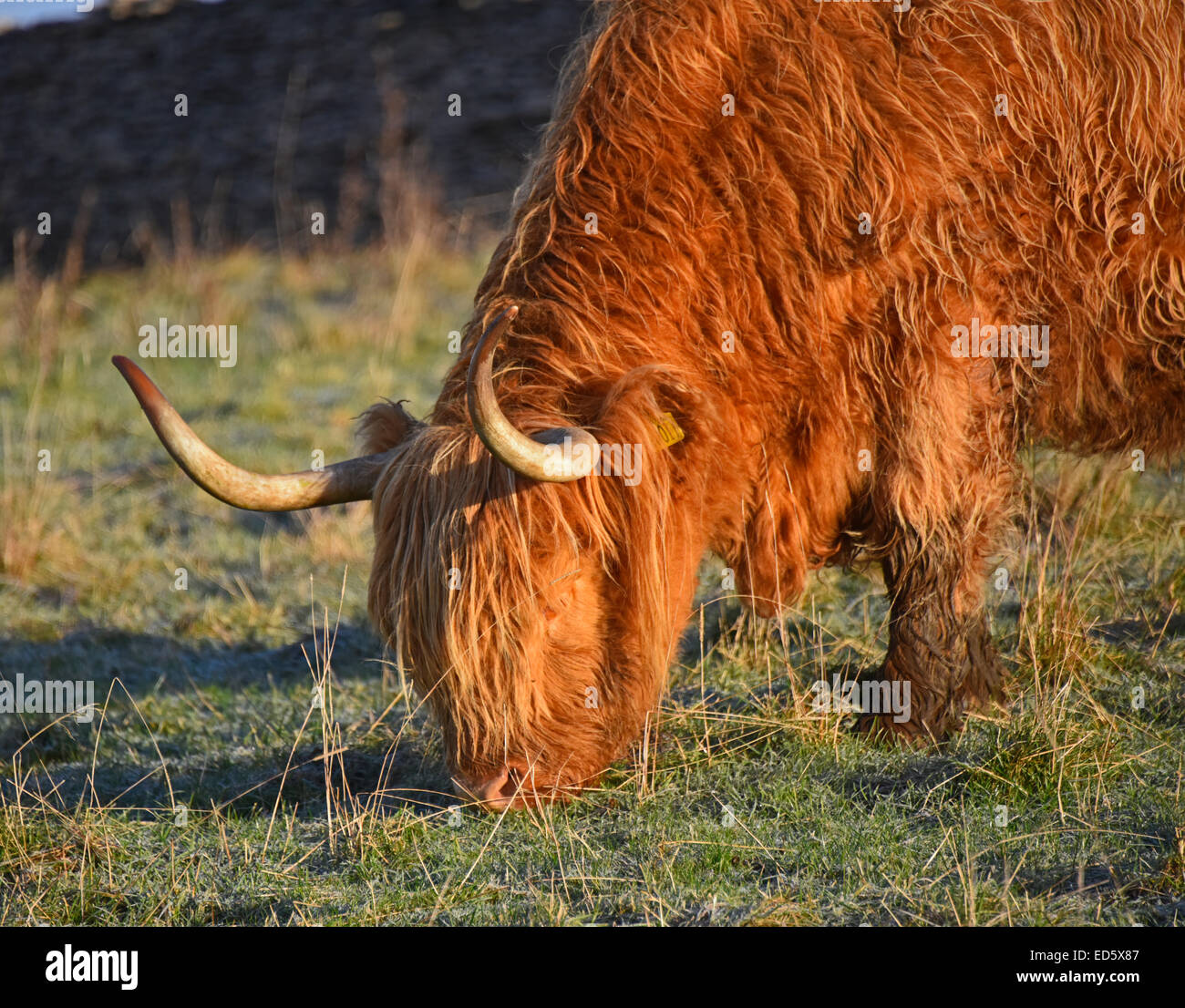 Highland breed of cattle. Bull Stock Photo - Alamy