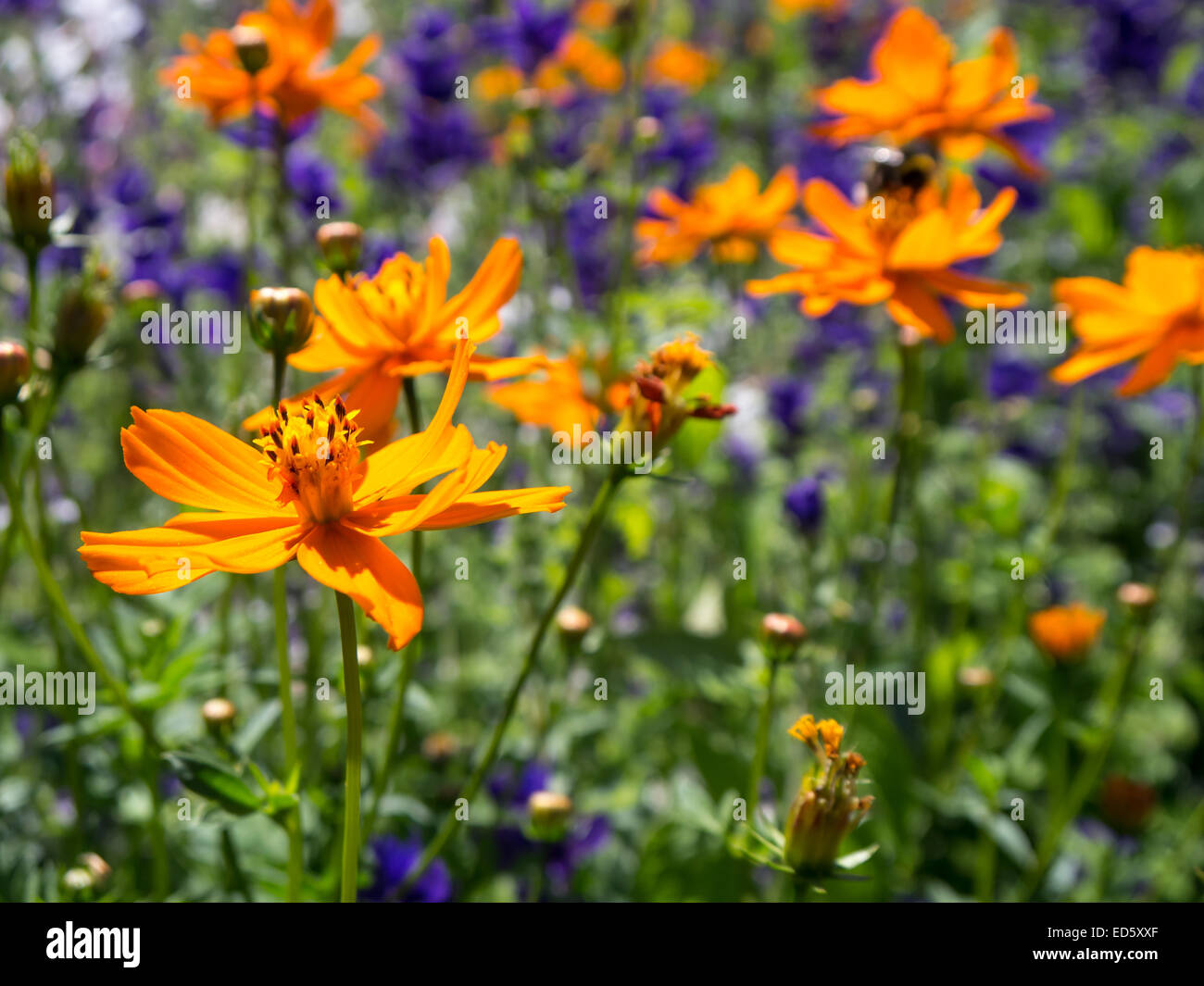 orange and violet flowers in summer Stock Photo - Alamy