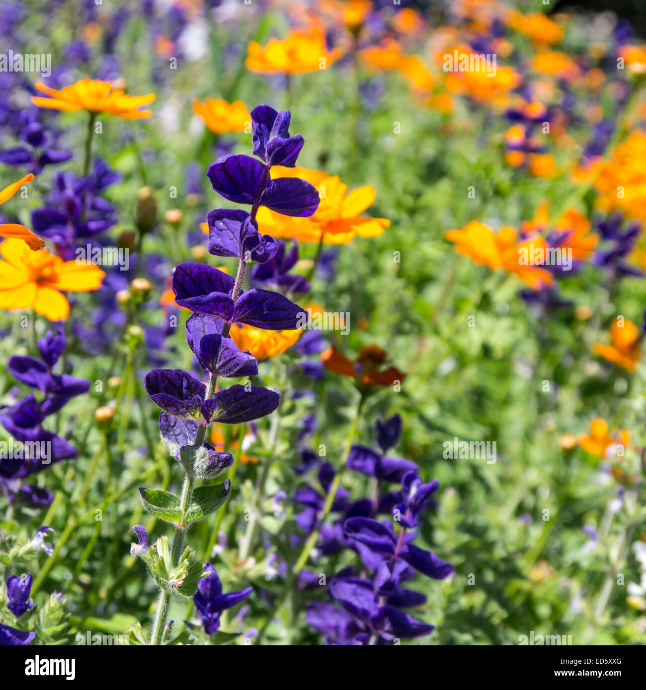 orange and violet flowers in summer Stock Photo - Alamy