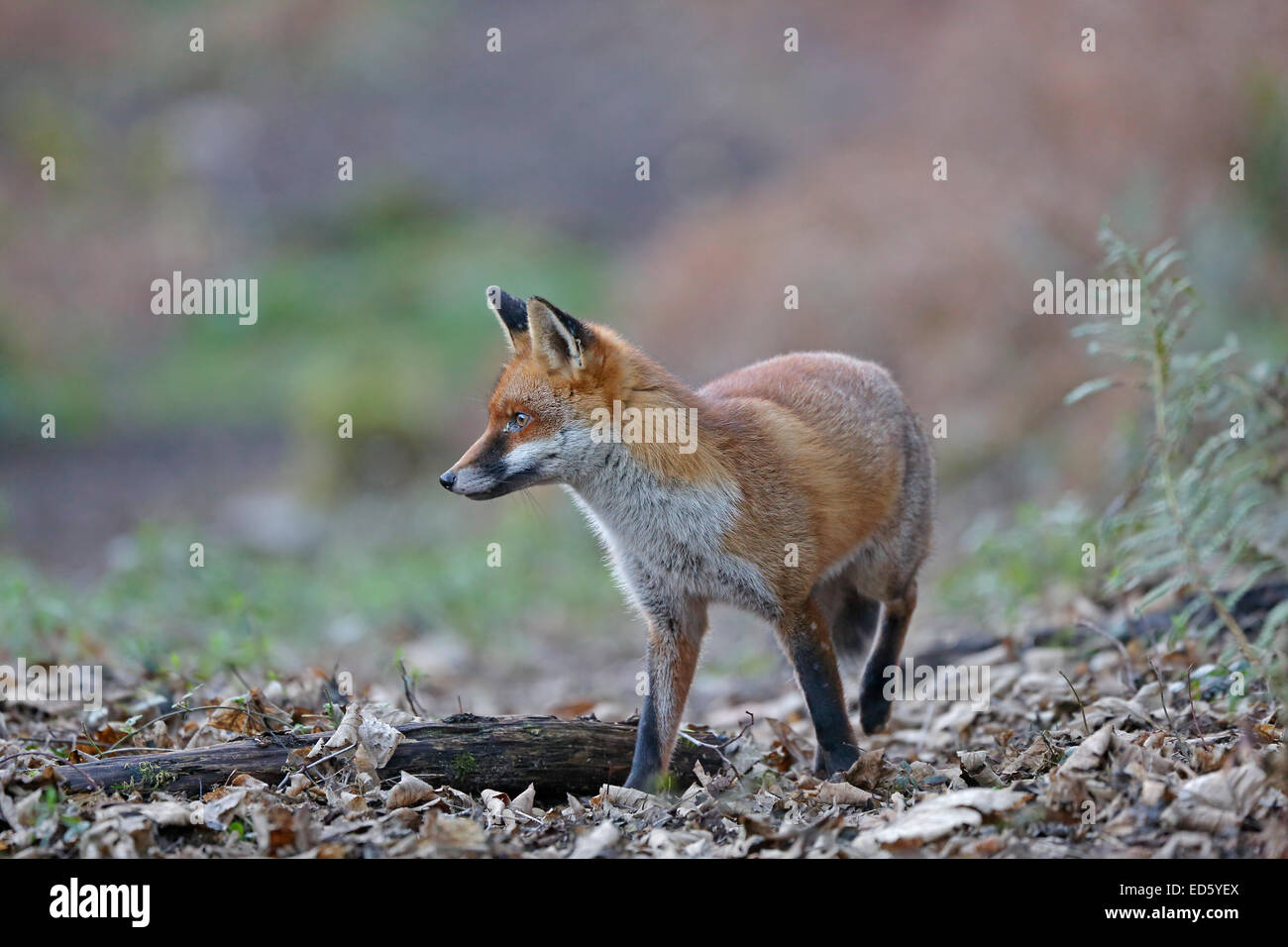 Adult red fox Stock Photo - Alamy