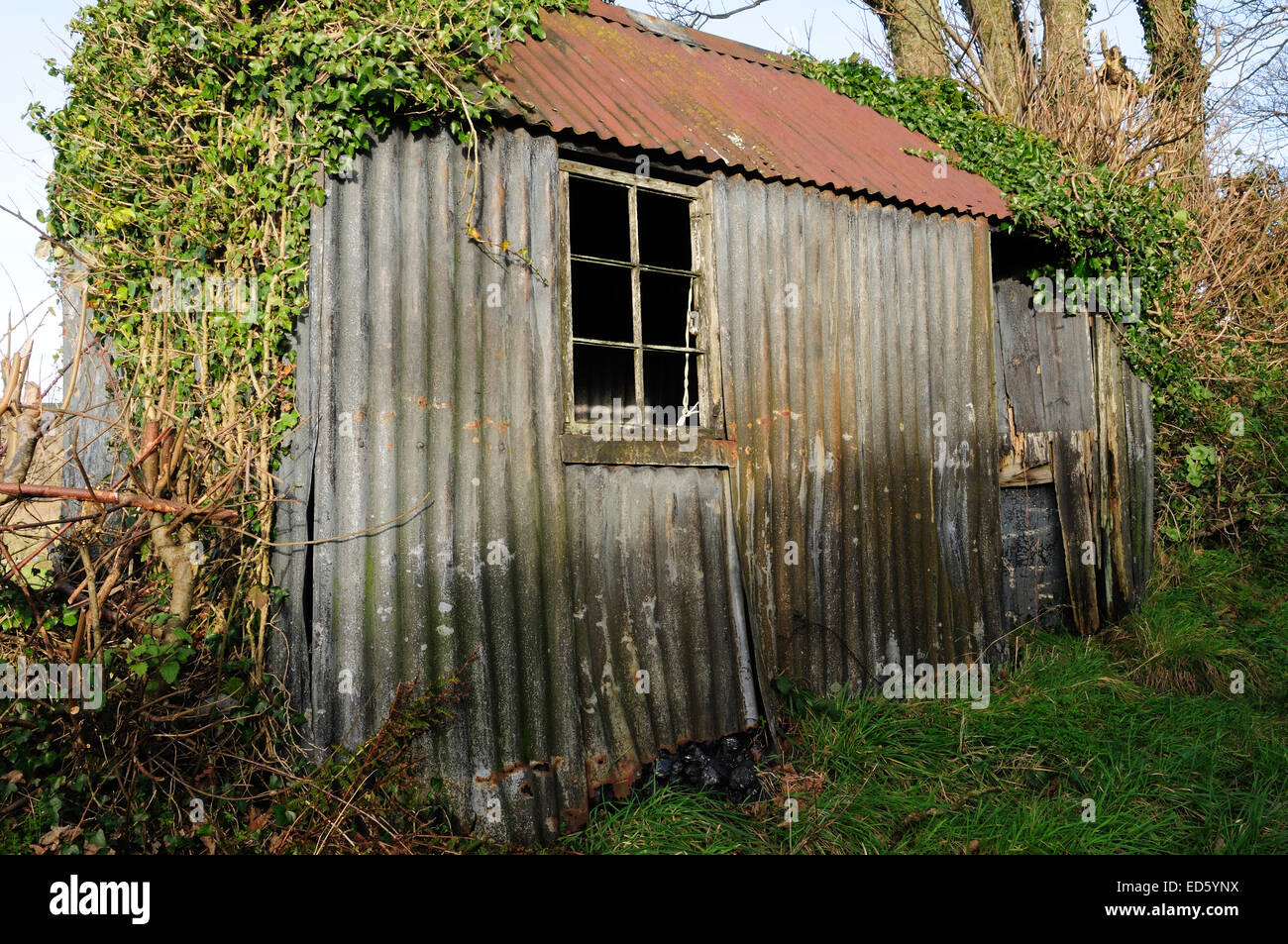 Old ivy covered corrugated iron shed used as a coal shed ...