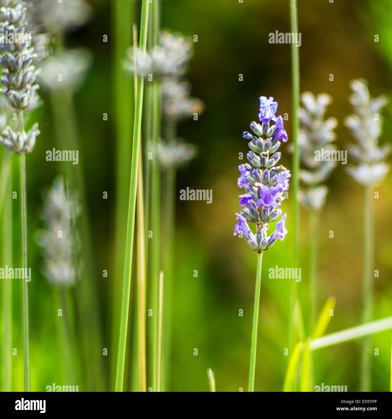 'green lavender' hi-res stock photography and images - Alamy