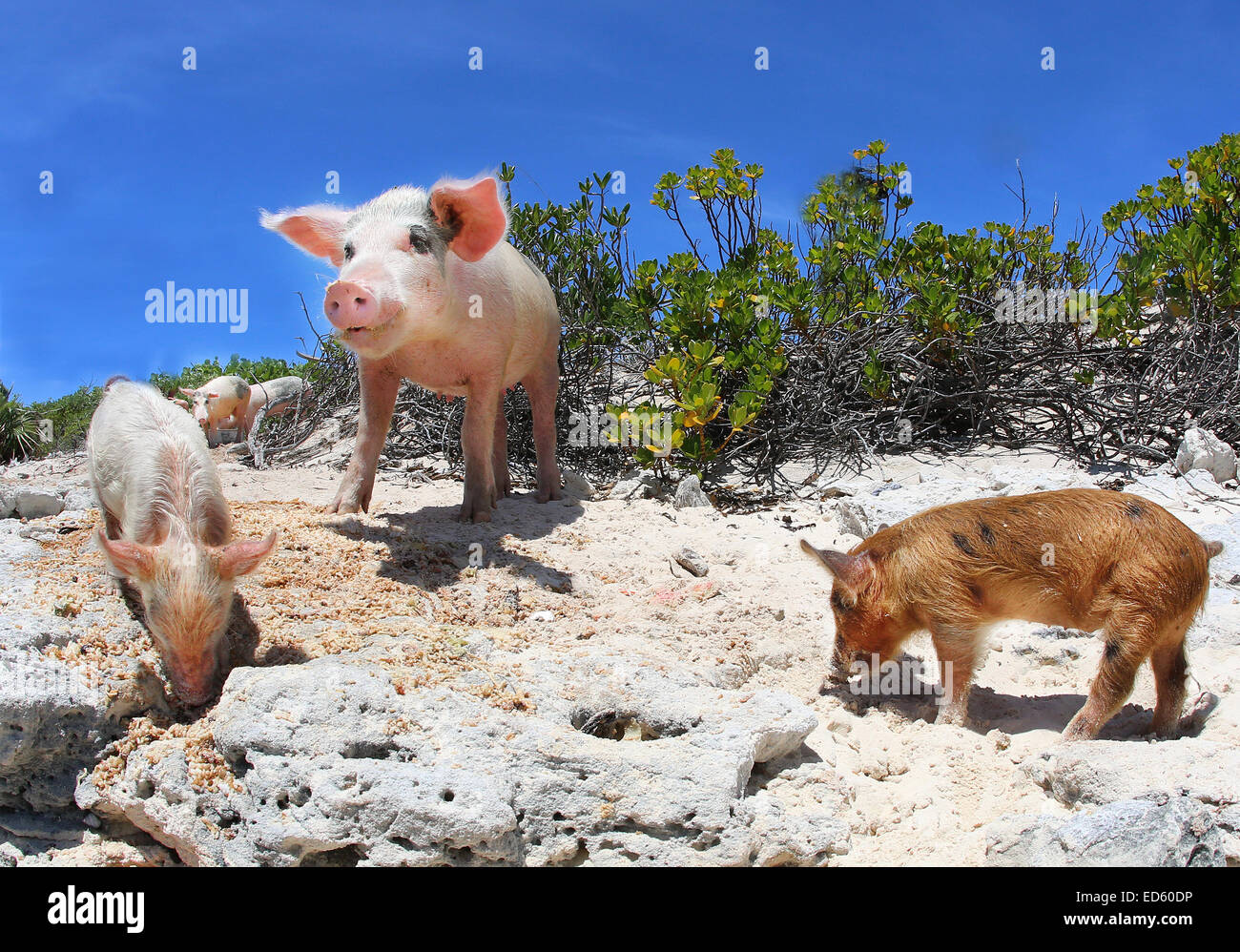 Is this hog heaven? The adorable swimming pigs of Exuma are swiftly ...