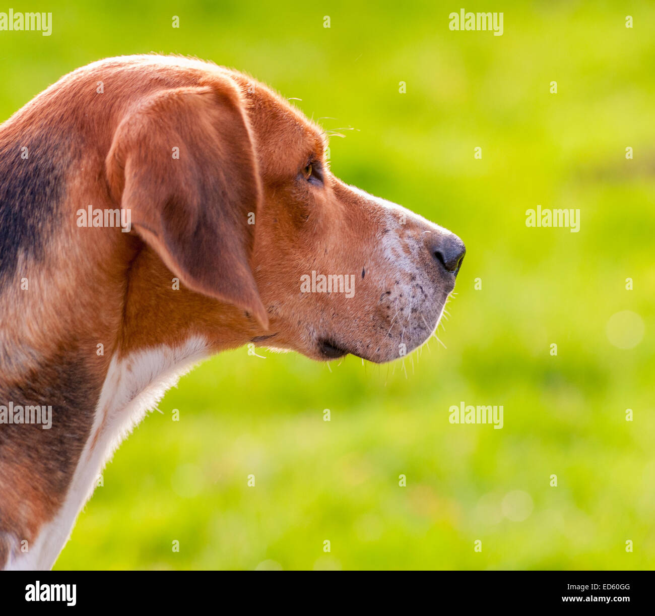 Foxhound hi-res stock photography and images - Alamy