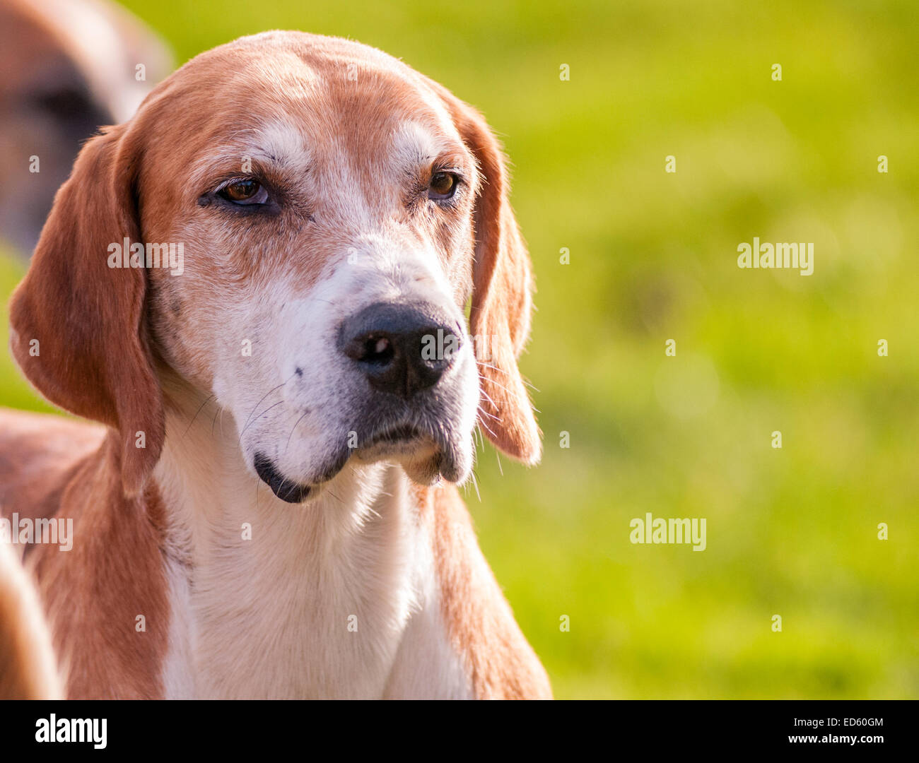 Fox Hounds at a meeting of The Belvoir Hunt Stock Photo - Alamy