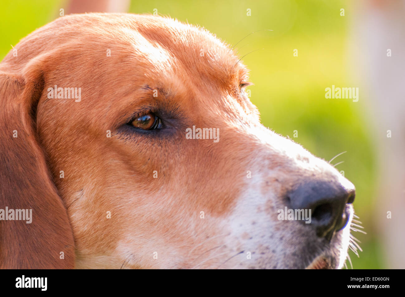 Fox hound hunting uk hi-res stock photography and images - Alamy