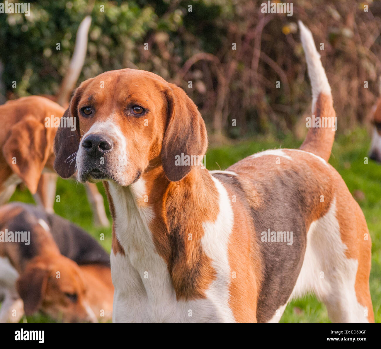 Fox hounds meeting belvoir hunt hi-res stock photography and images - Alamy