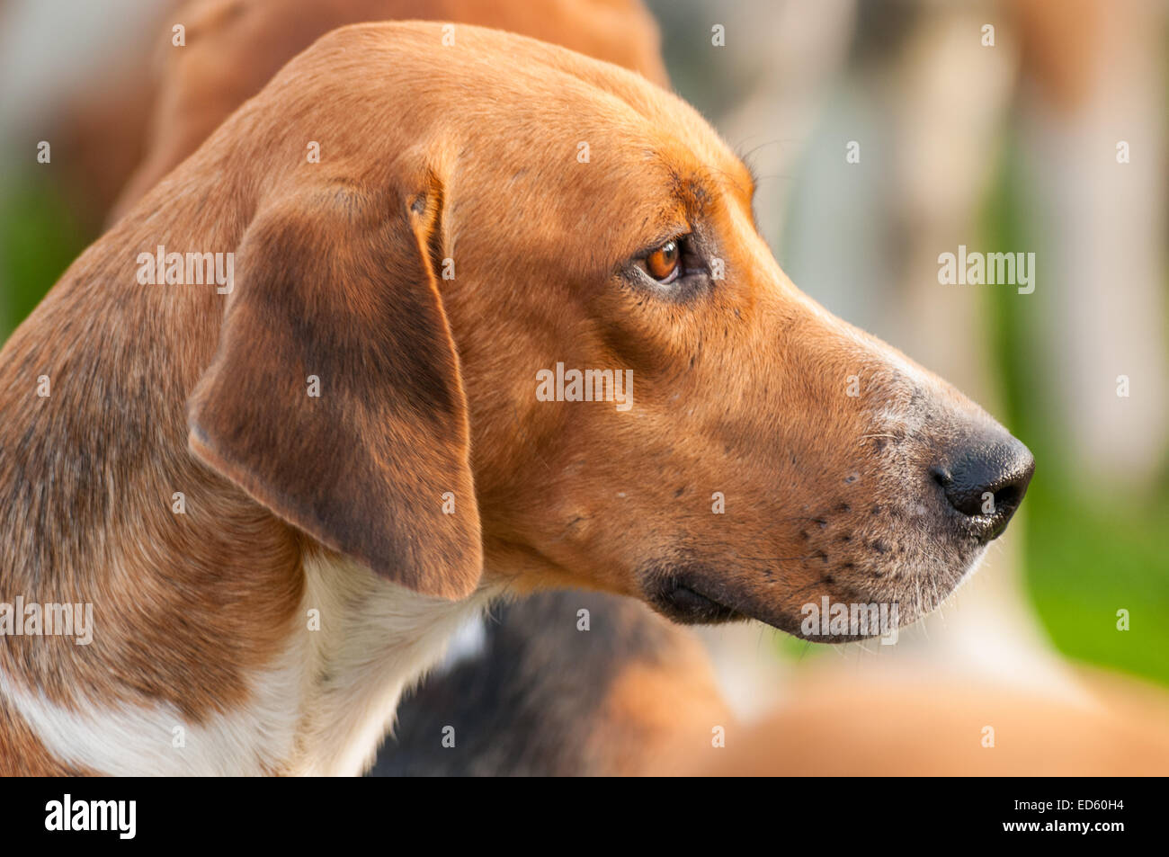 Belvoir hunt fox hound pack hi-res stock photography and images - Alamy
