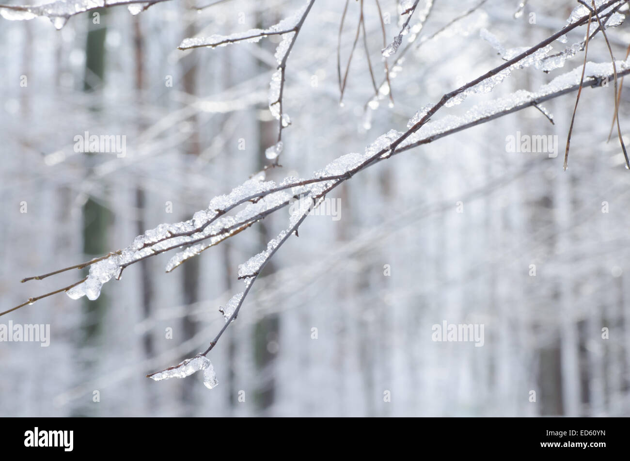 Tree twig snow hi-res stock photography and images - Alamy
