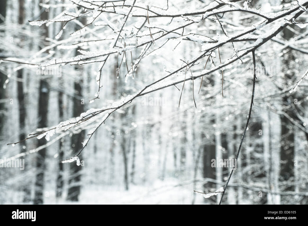 tree twig covered with snow Stock Photo - Alamy