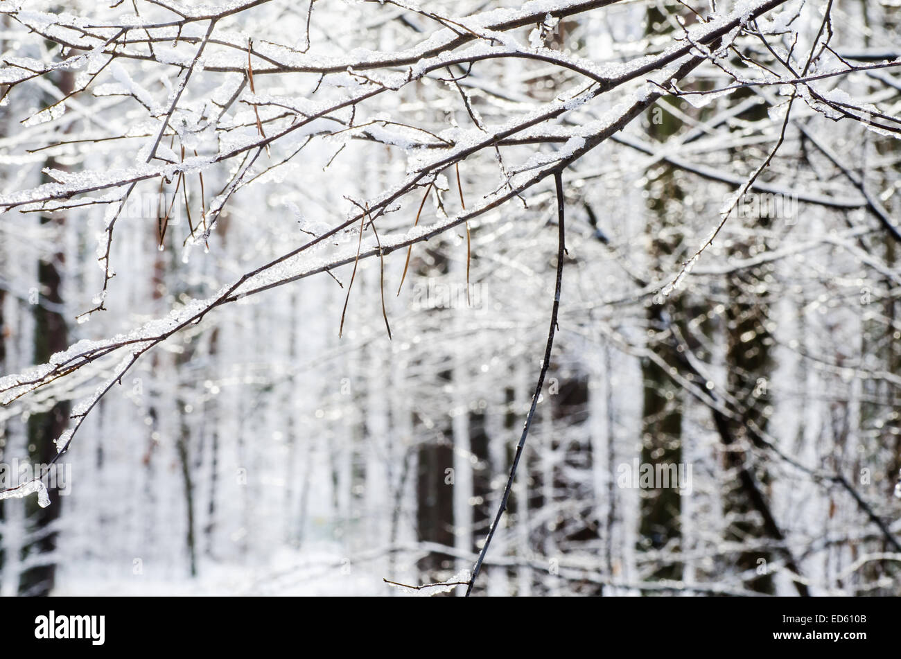 tree twig covered with snow Stock Photo - Alamy