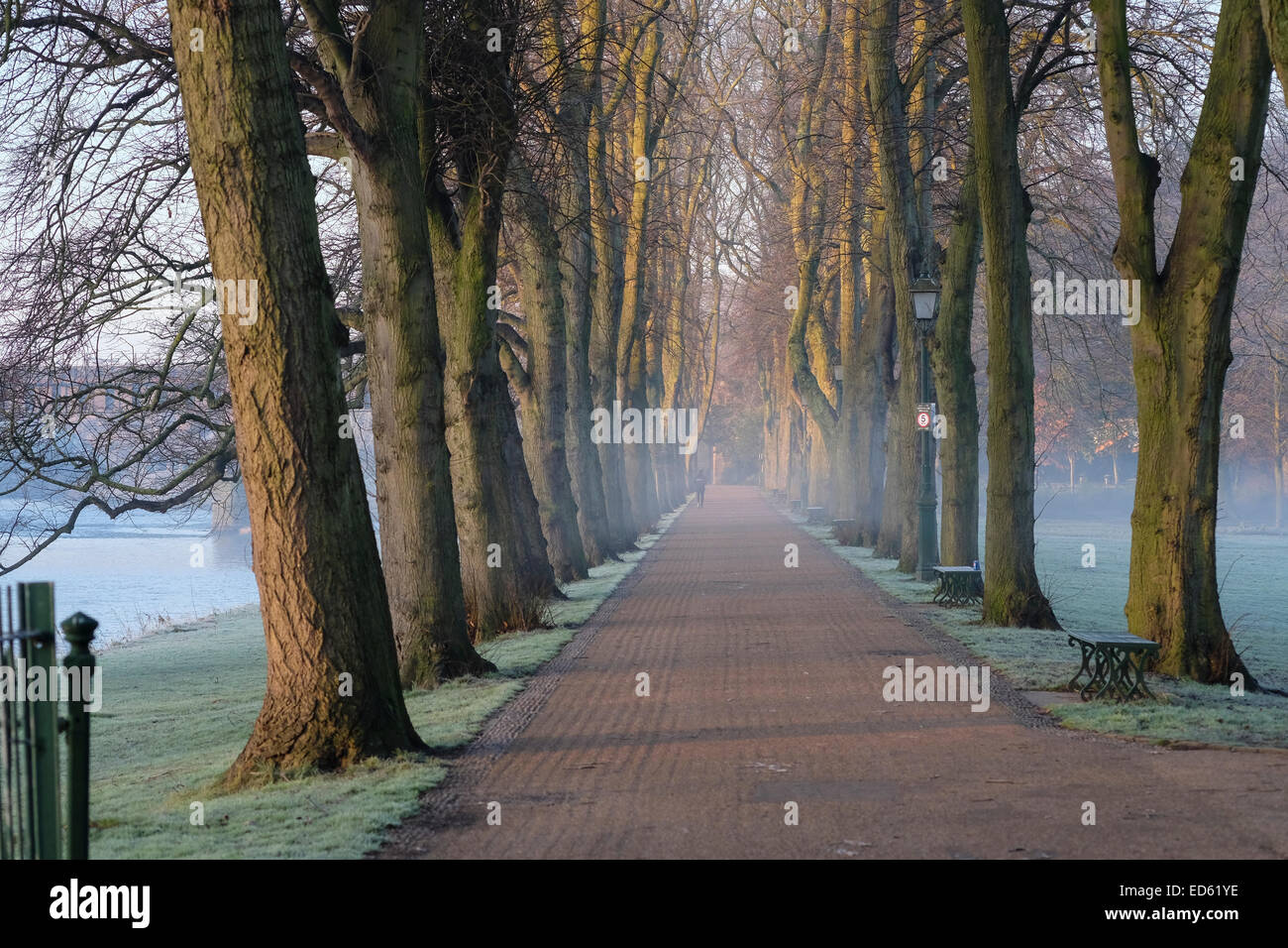 Avenham/Miller Park, Preston Lancashire Avenue of trees by the River ...