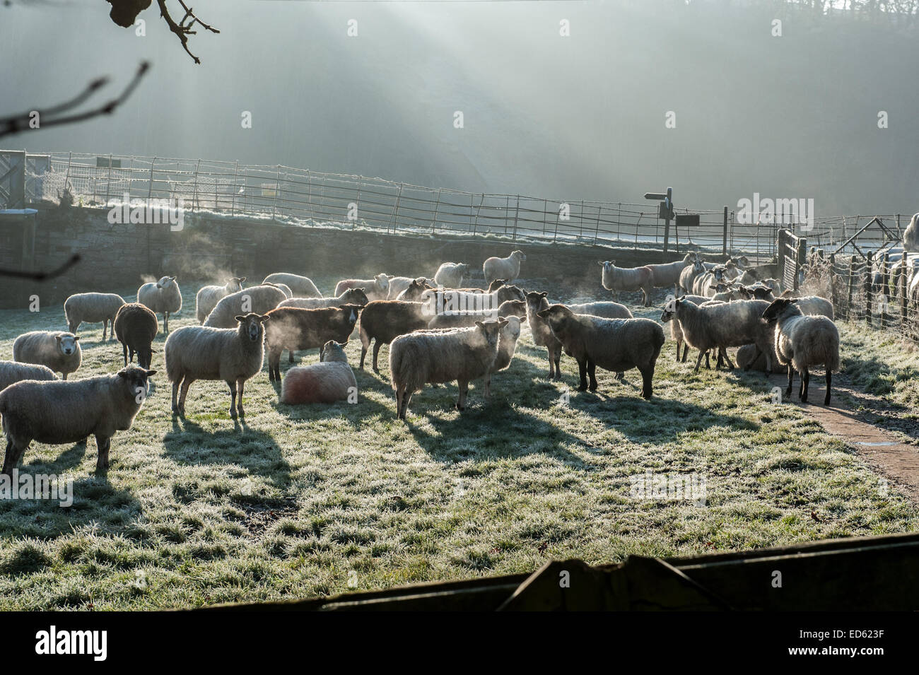 Sheep on a cold winters morning Stock Photo - Alamy