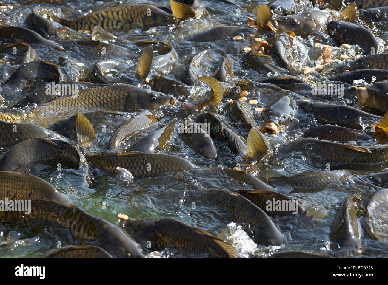 Holy carp hi-res stock photography and images - Alamy