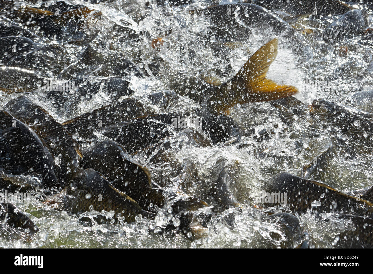 Holy carp hi-res stock photography and images - Alamy