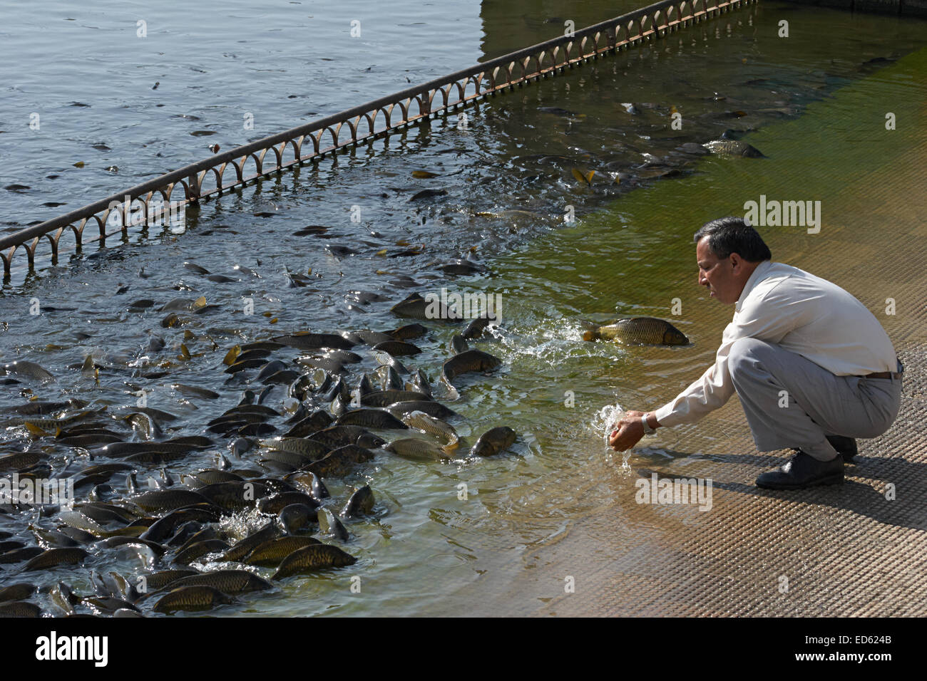 India revalsar lake fish hi-res stock photography and images - Alamy