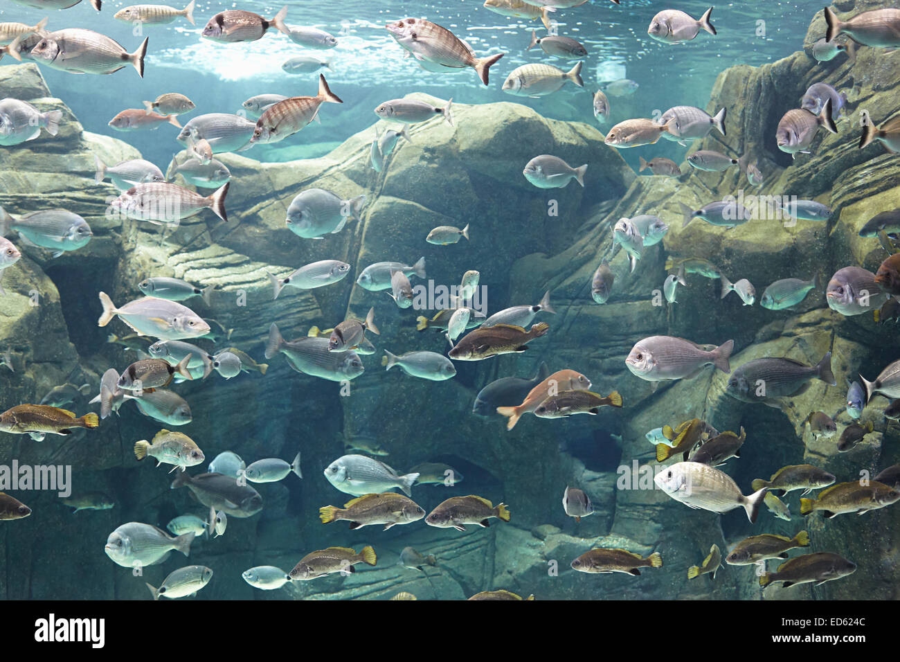 The underwater world an aquarium hi-res stock photography and images ...