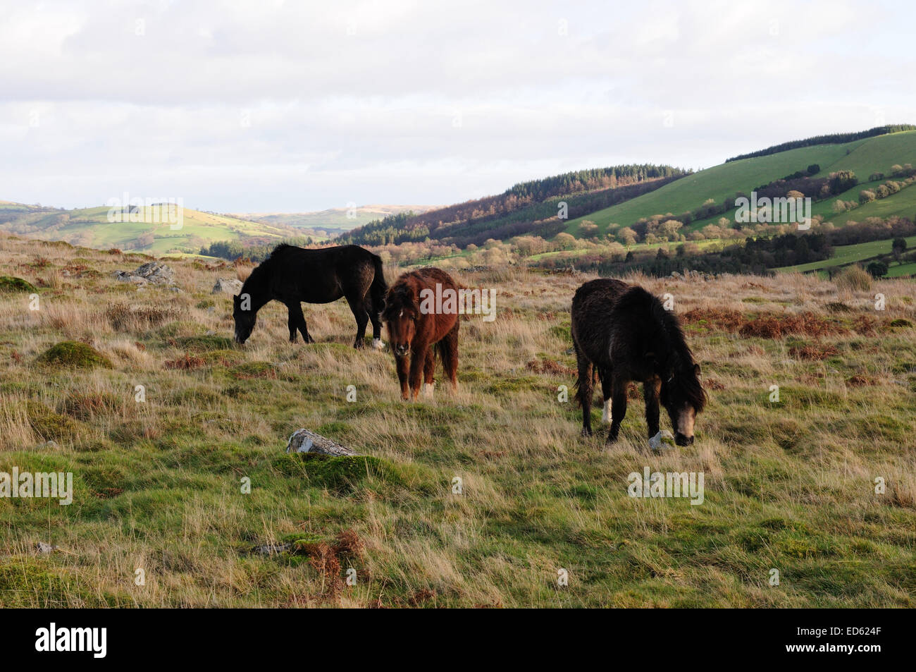 Wild ponies grazing on Garn Goch Iron Age Fort in winter Bethlehem ...
