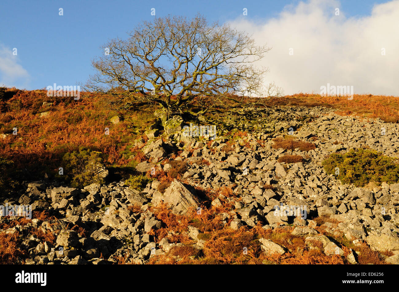 Winter oak tree growing on stone ramparts of Garn Goch iron age ...