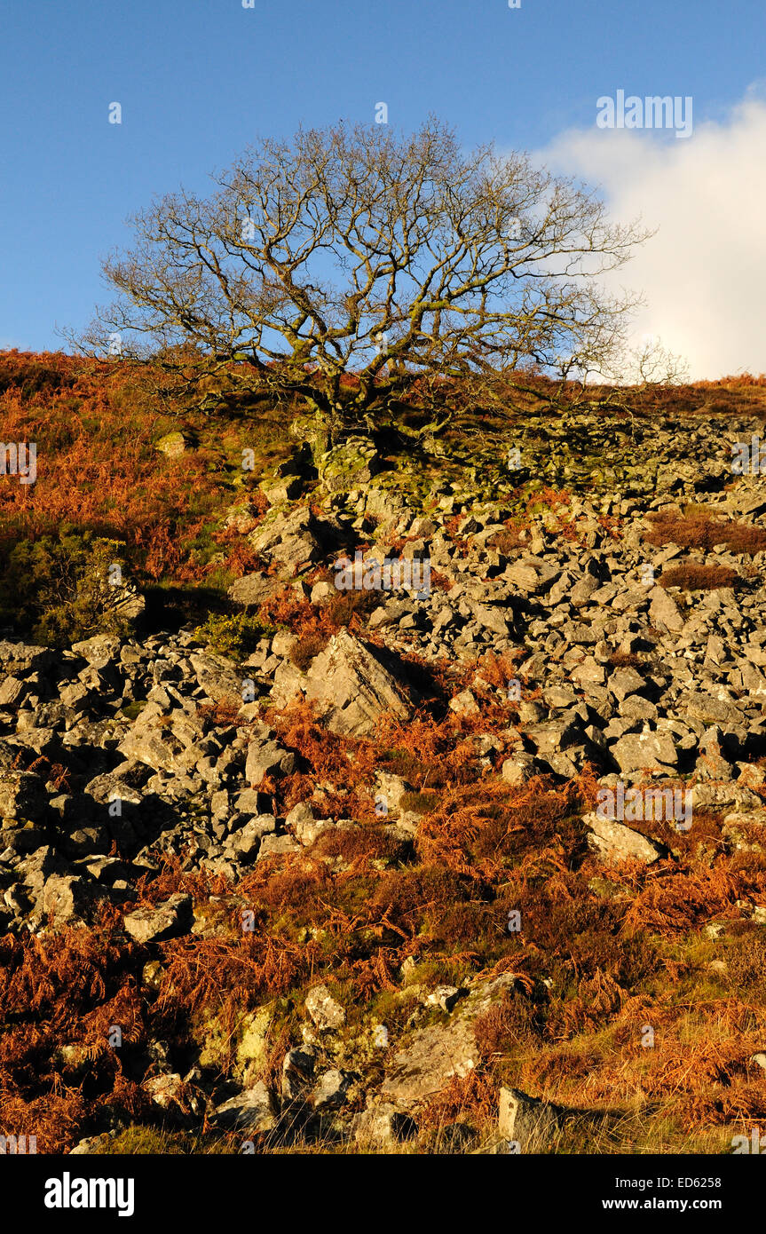 Garn goch ironage hill fort hi-res stock photography and images - Alamy