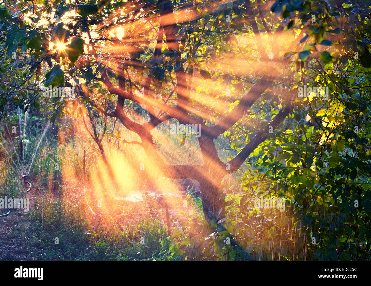 Natural sun rays in the apple orchard at sunset Stock Photo - Alamy