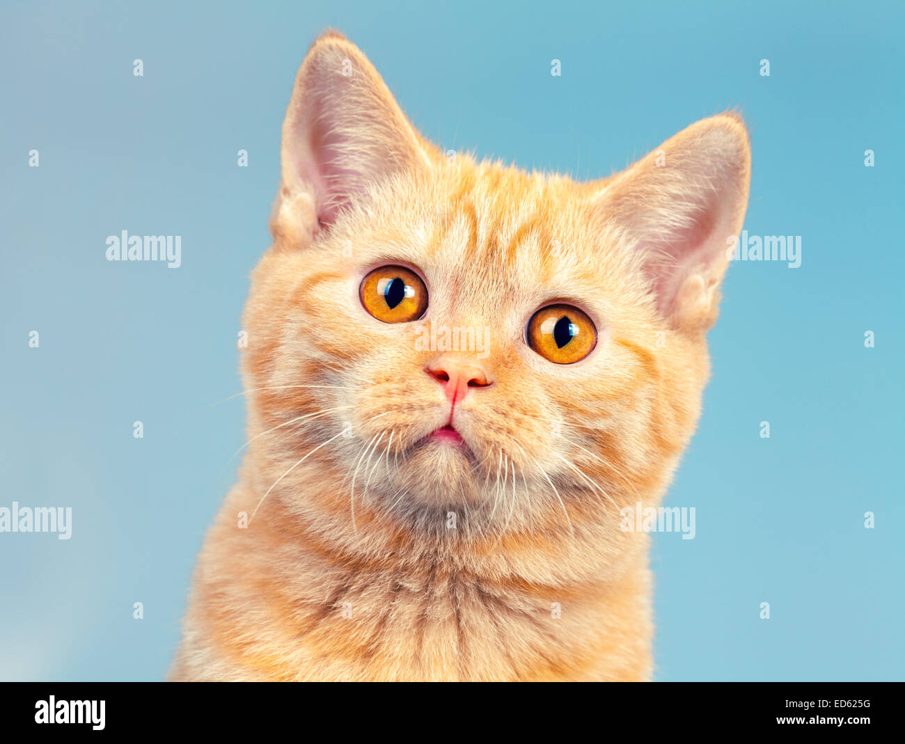 Portrait of cute surprised kitten Stock Photo - Alamy