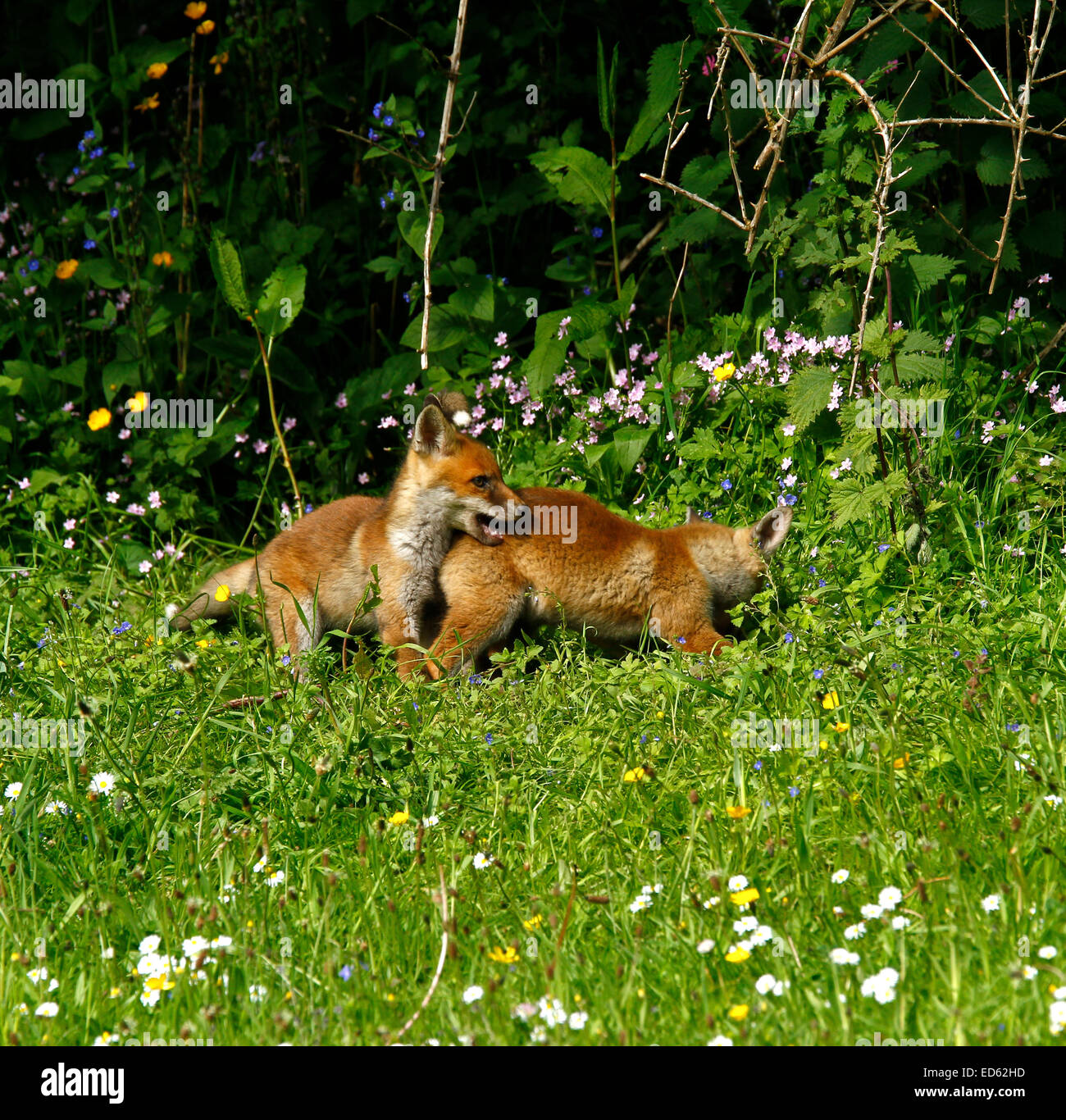 Fox cubs enjoying playing whilst Mum is away in this wild flower meadow ...