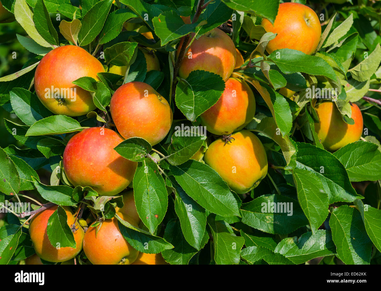 Apple tree in orchard Stock Photo - Alamy
