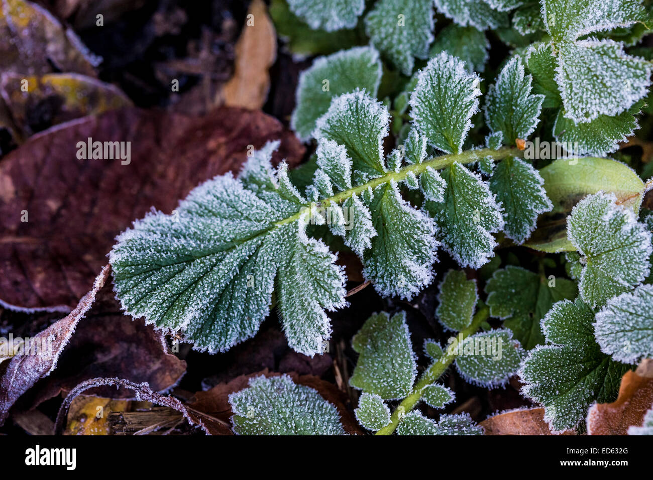 Ice covered leaves hi-res stock photography and images - Alamy