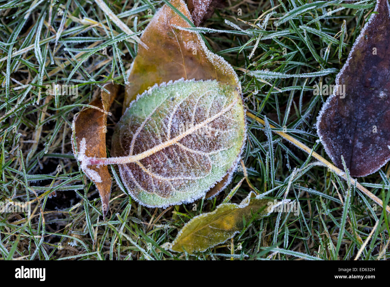 Leaves covered in Frost ice crystals Stock Photo - Alamy