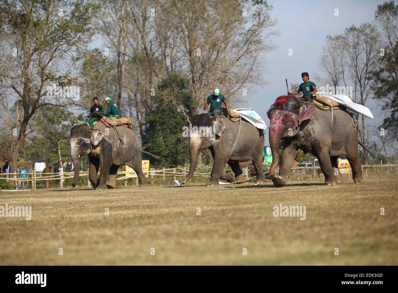 Nepal elephant competition hi-res stock photography and images - Alamy