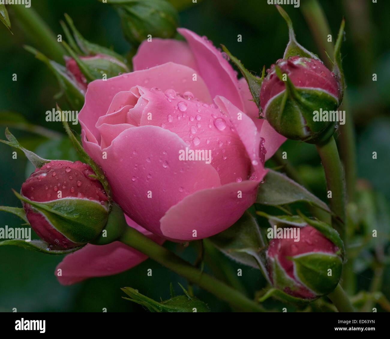 Raindrops on Roses Stock Photo - Alamy