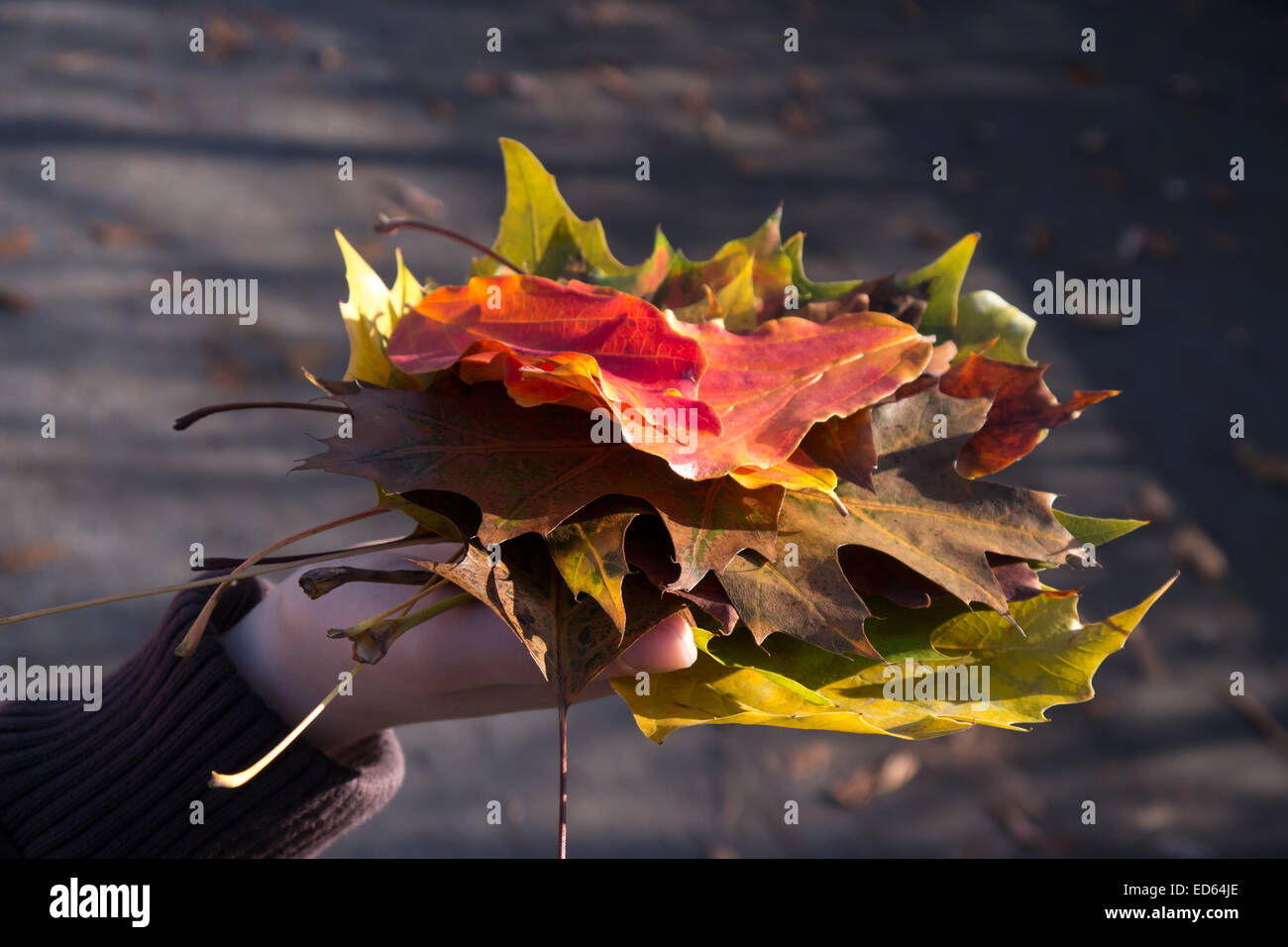 Hand holding colorful leaves hi-res stock photography and images - Alamy