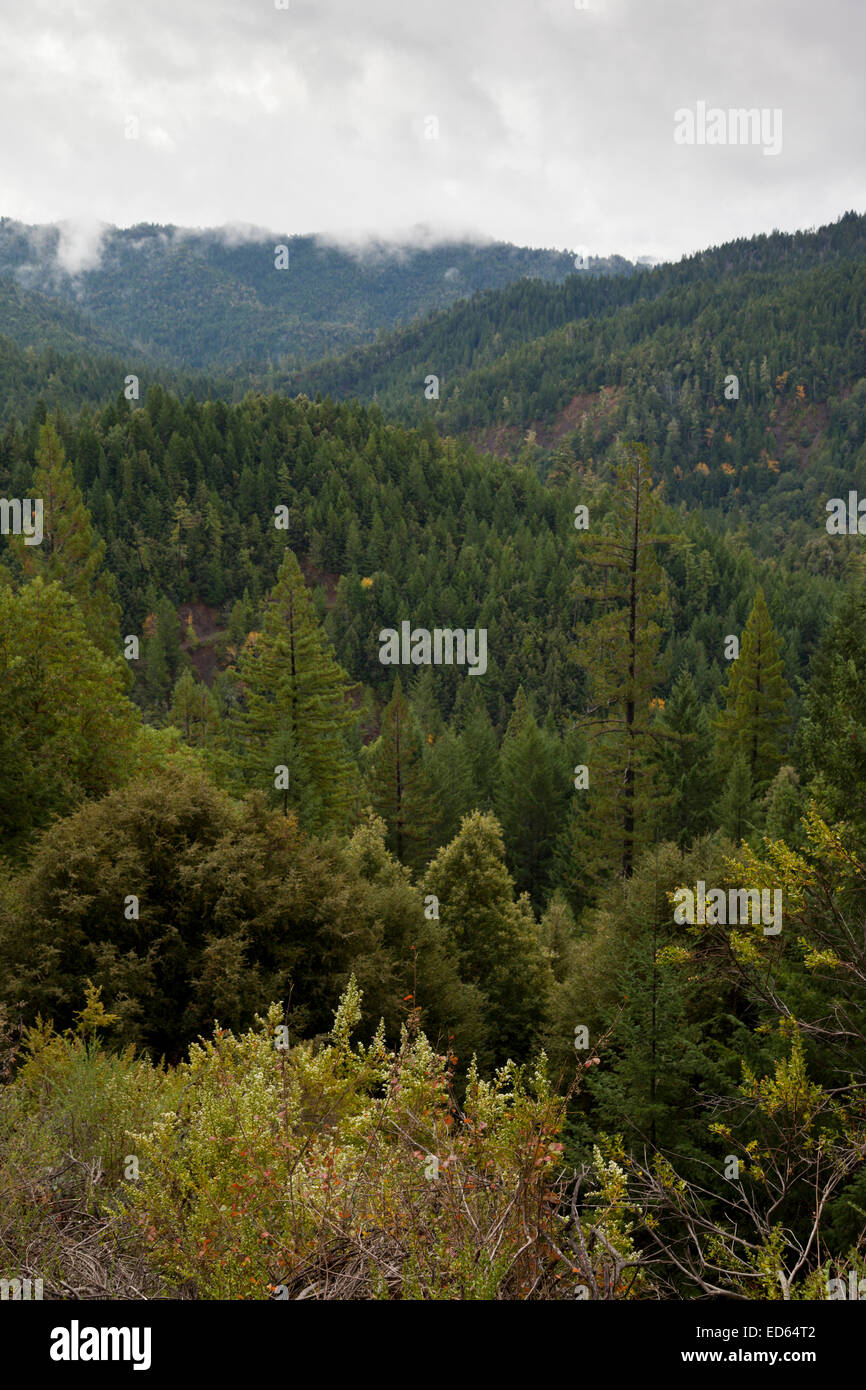 Forest in Northern California USA Stock Photo - Alamy