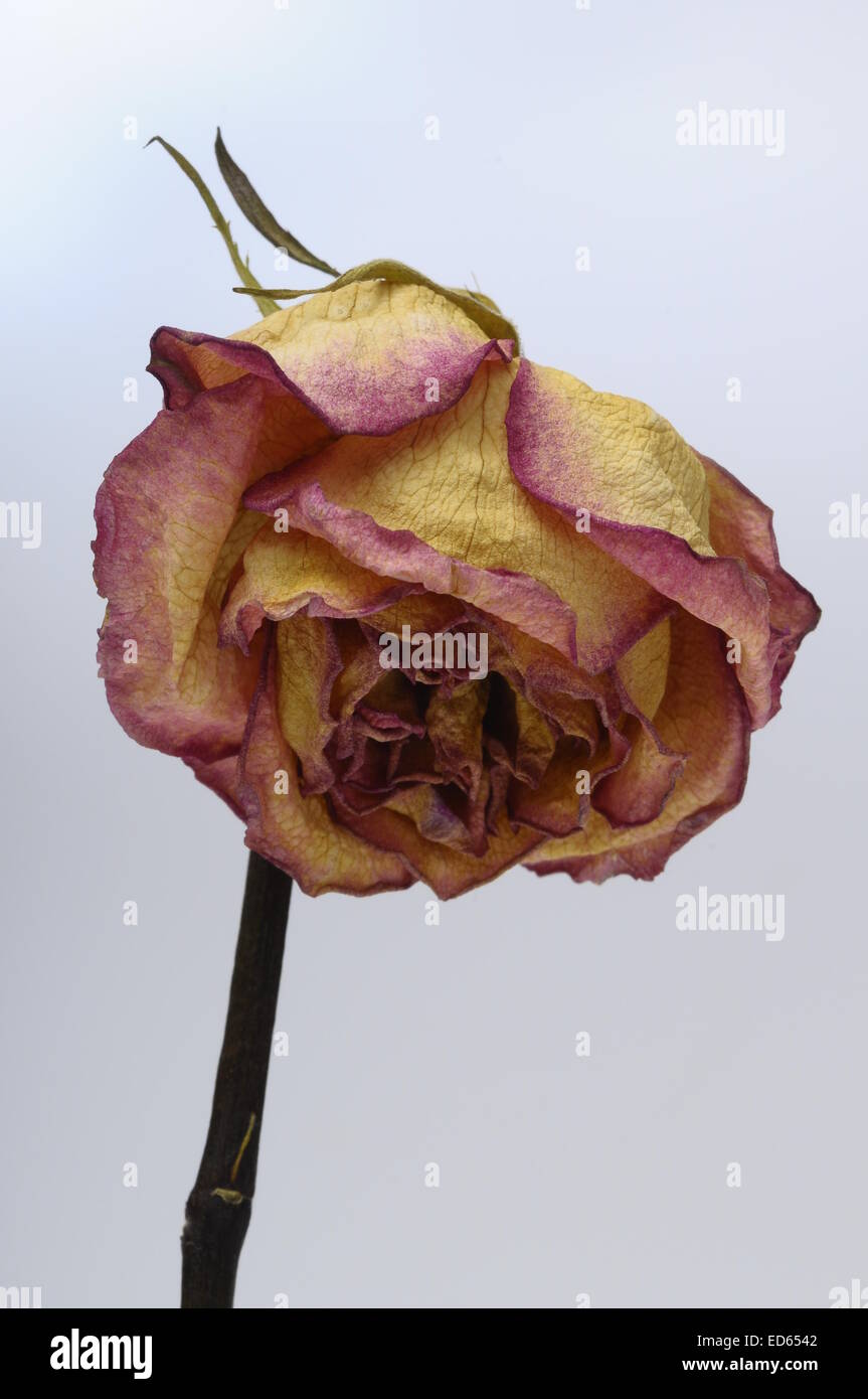 Faded Rose flower on light background Stock Photo - Alamy