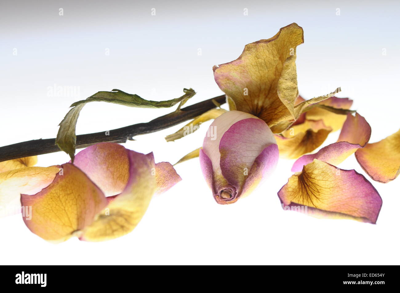 Faded Rose flower on light background Stock Photo - Alamy